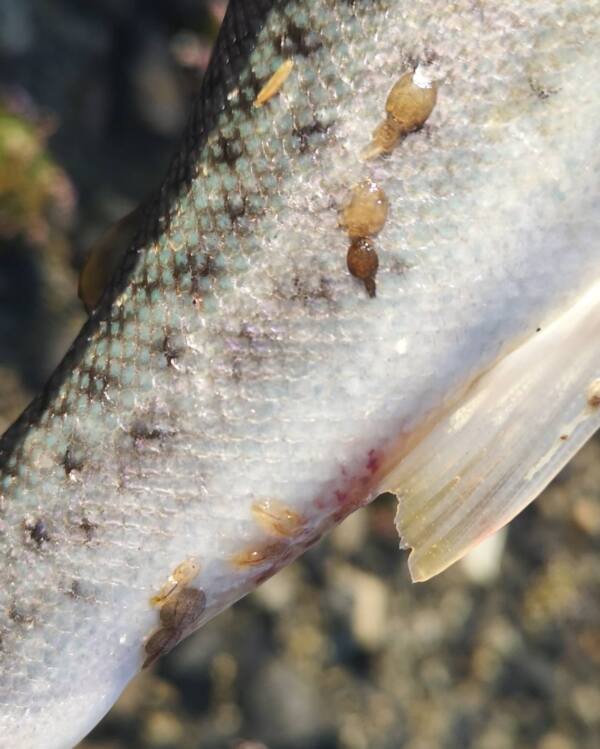 Sea lice numbers escalate on salmon farms - Fly Fishing and Fly Tying ...