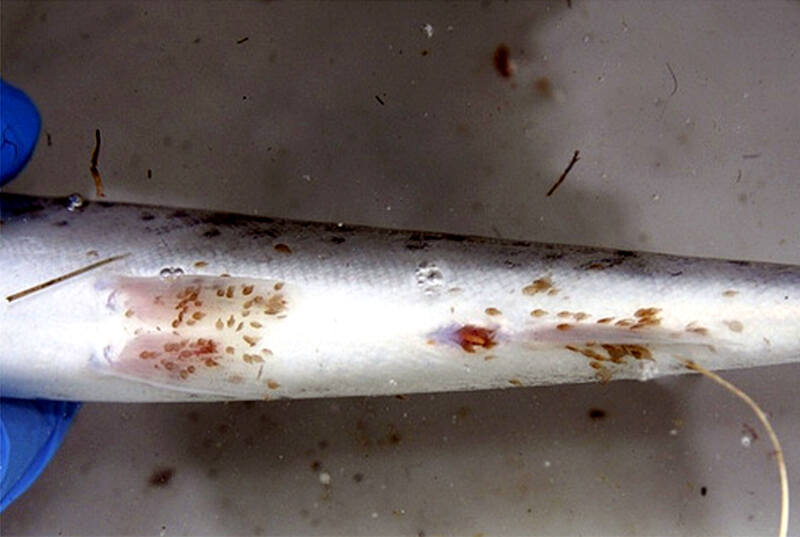Impact of sea lice on wild salmon "larger than previously reported ...