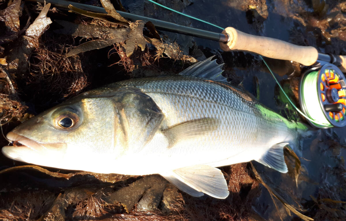 Home - Fly Fishing and Fly Tying Magazine